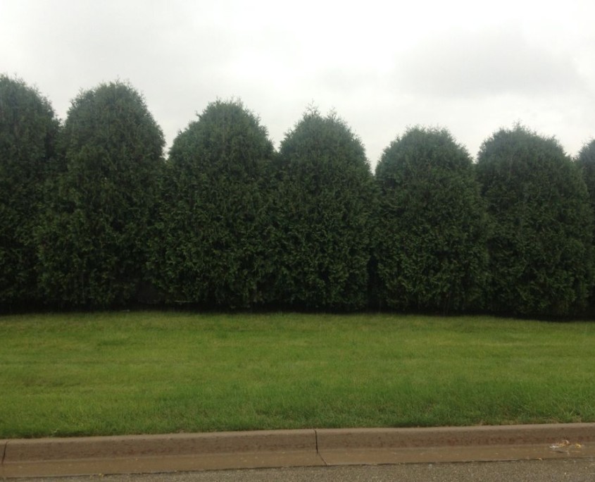 Evergreen Windbreak Trees